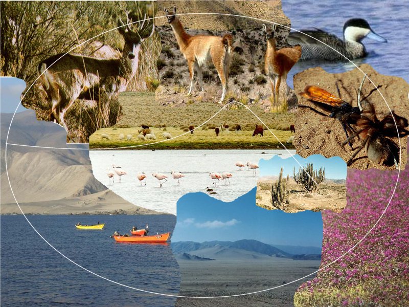 Naturaleza es Vida: fauna del sur de Chile